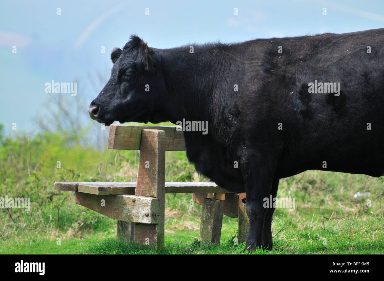 Cow bench hi-res stock photography and images - Alamy