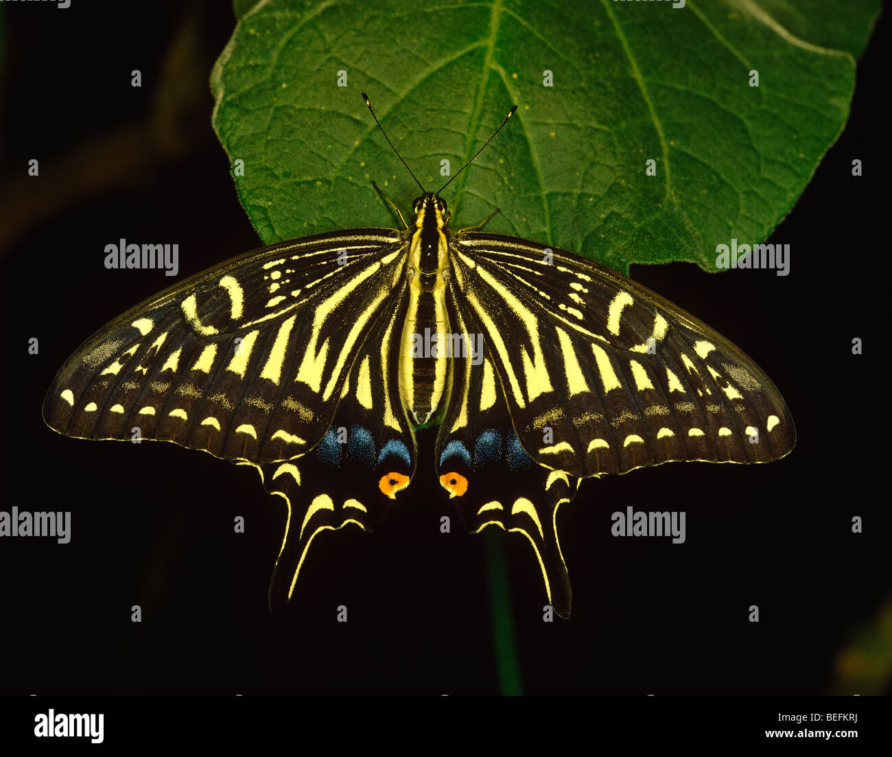 Swallowtail butterfly with open wings hi-res stock photography and ...