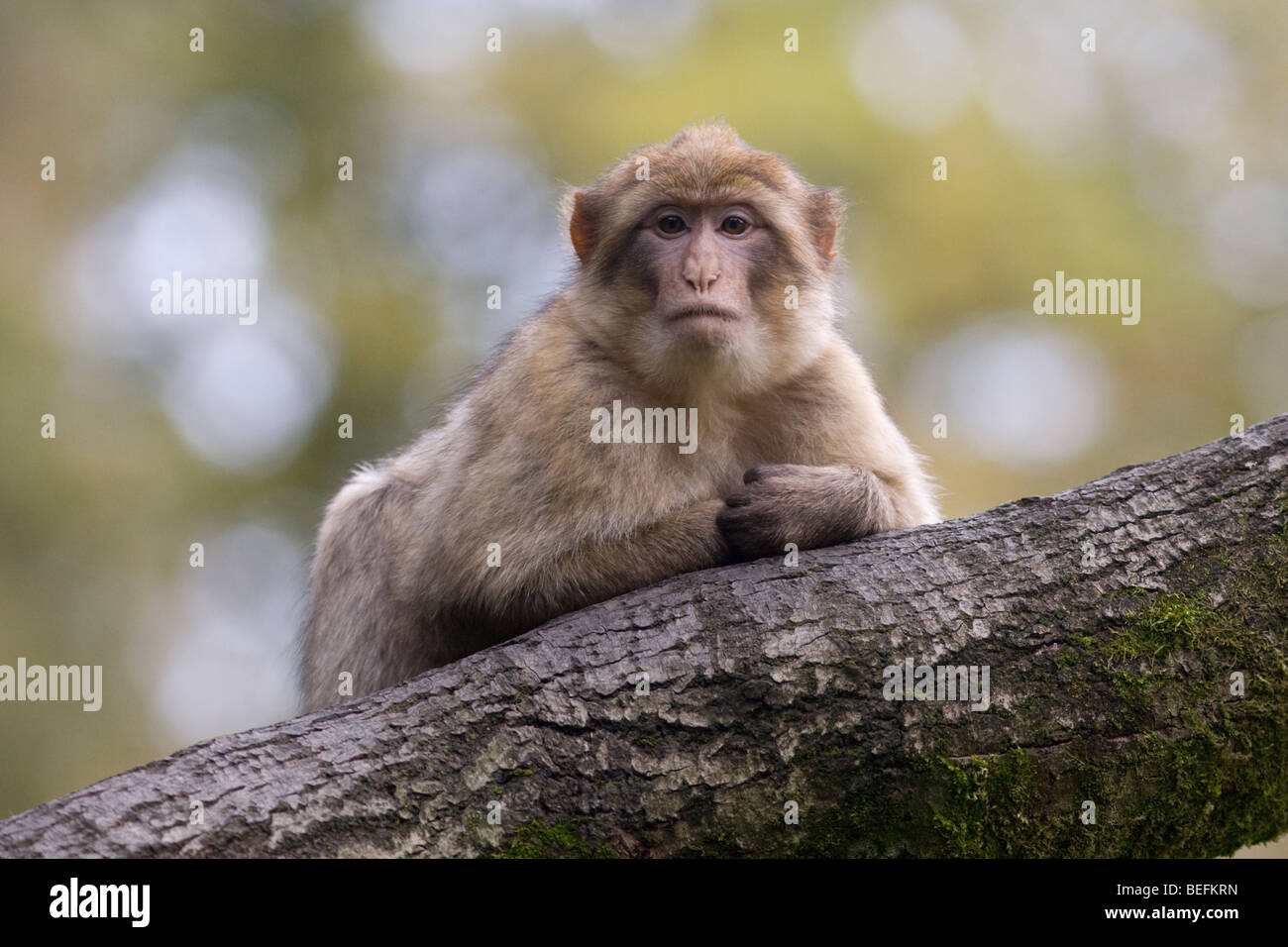 Monkey forest stoke hi-res stock photography and images - Alamy