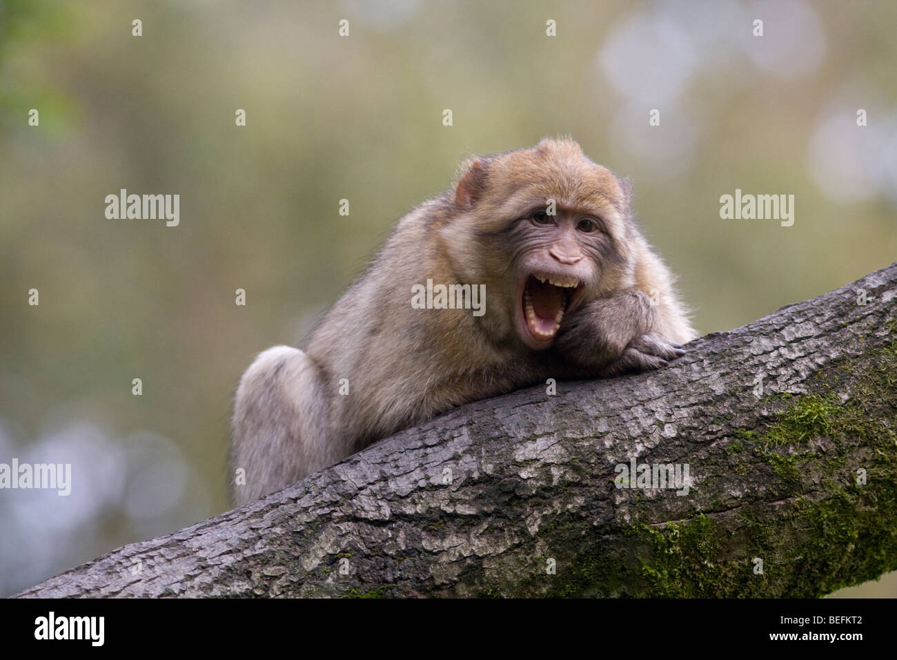 Monkey mouth wide open teeth hi-res stock photography and images - Alamy