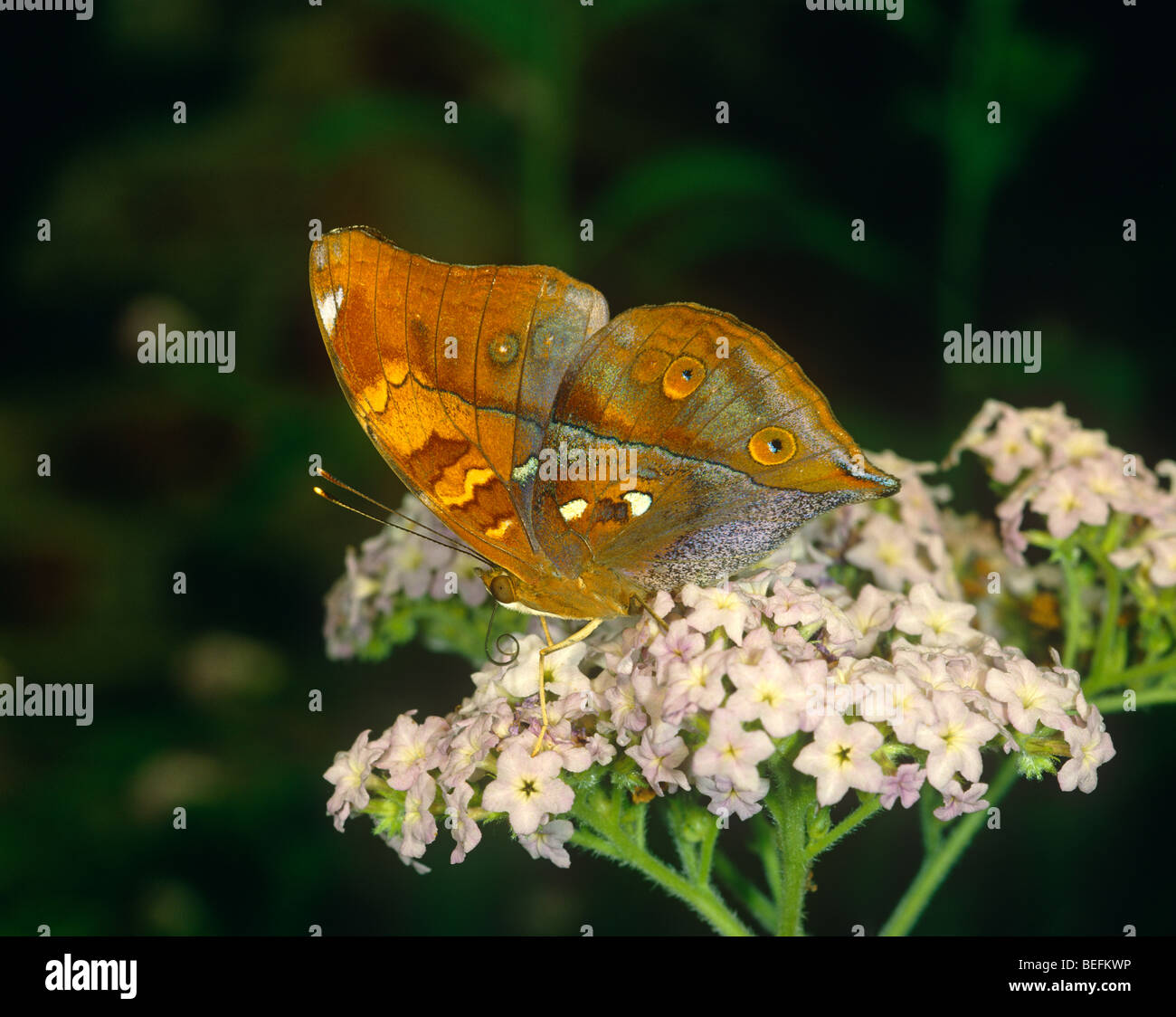 Autumn leaf butterfly, Doleschalia bisaltide Stock Photo - Alamy