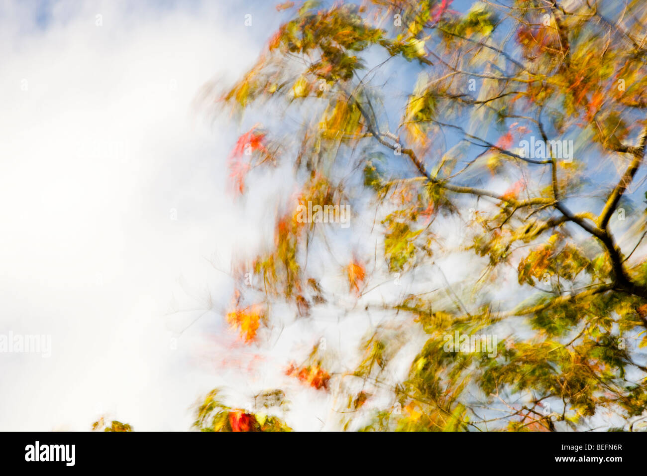Windy tree canopy High Resolution Stock Photography and Images - Alamy
