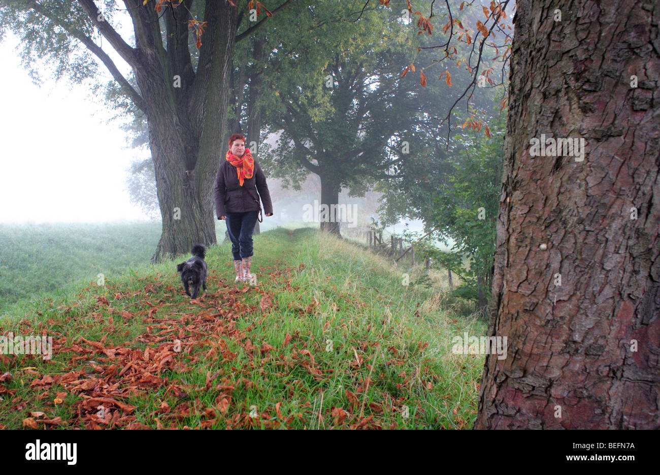 Take a dog for a walk hi-res stock photography and images - Alamy