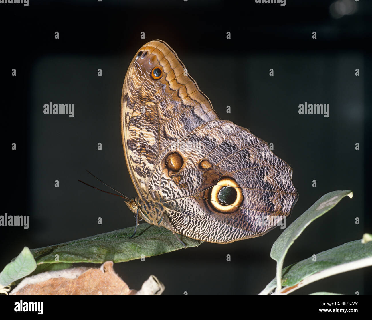 Butterfly posing hi-res stock photography and images - Alamy