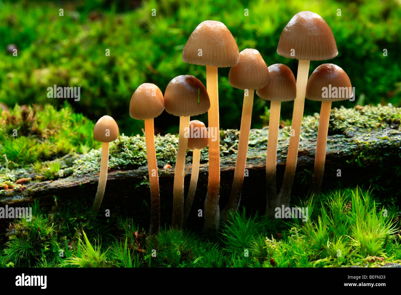 Toadstools hi-res stock photography and images - Alamy
