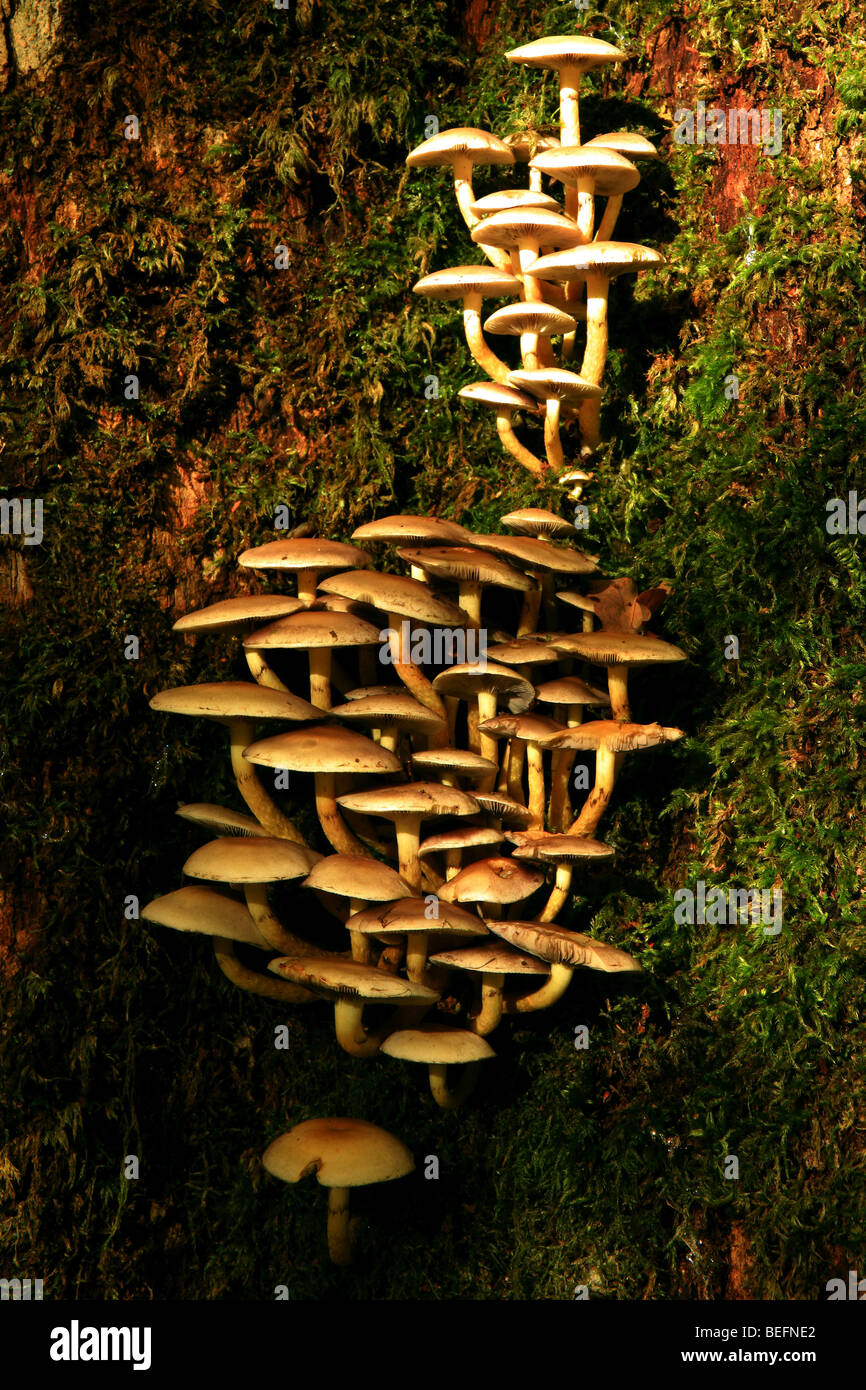 Fungus growing on a tree trunk Stock Photo - Alamy
