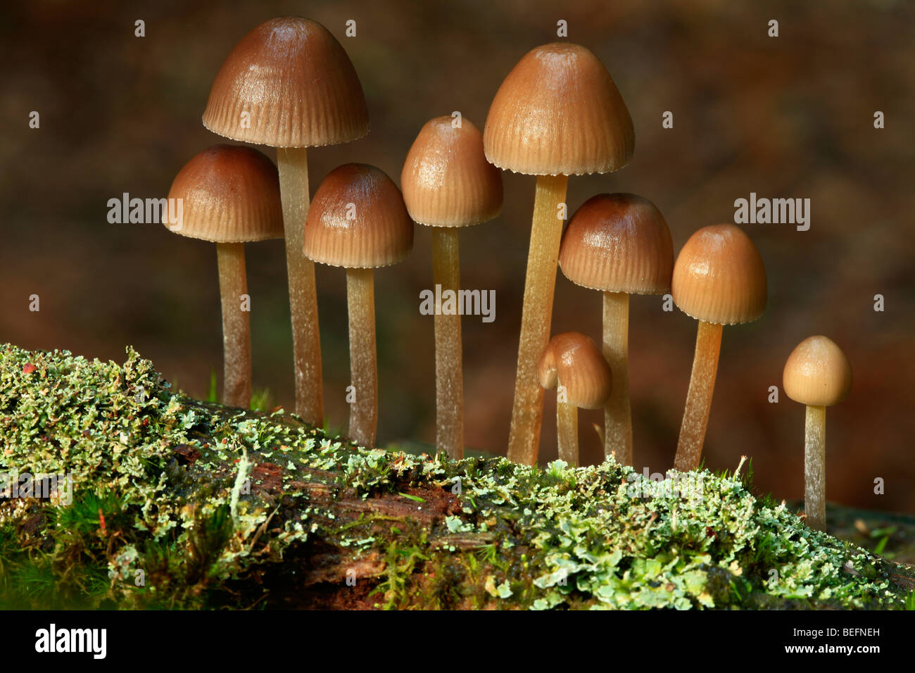 Toadstools hi-res stock photography and images - Alamy