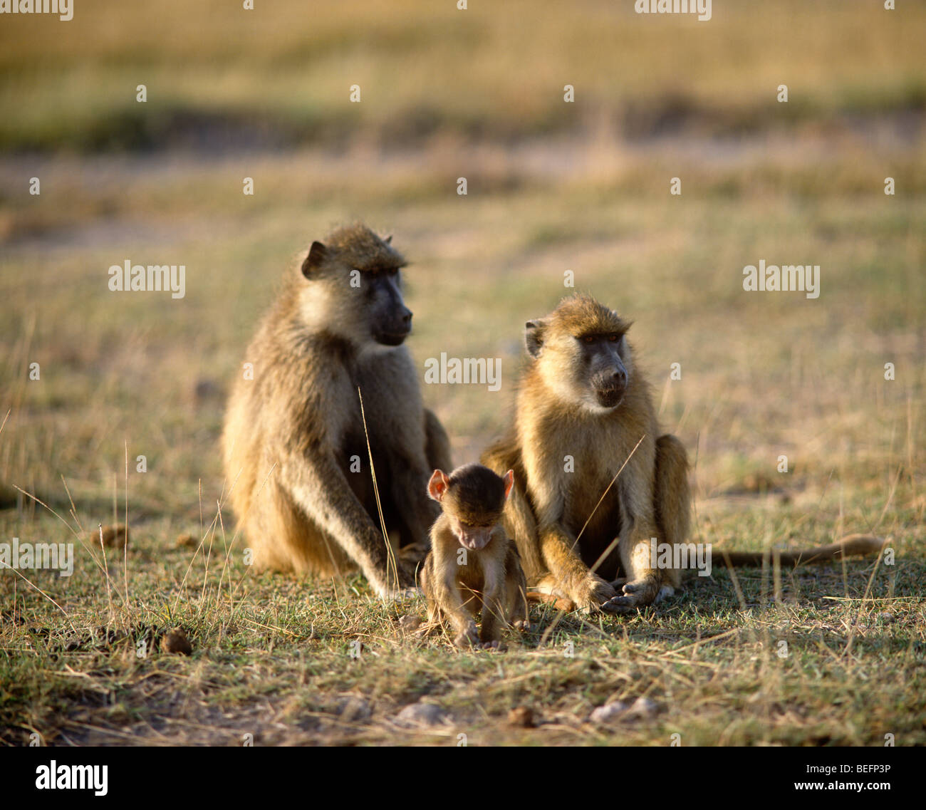 Family nat hi-res stock photography and images - Alamy
