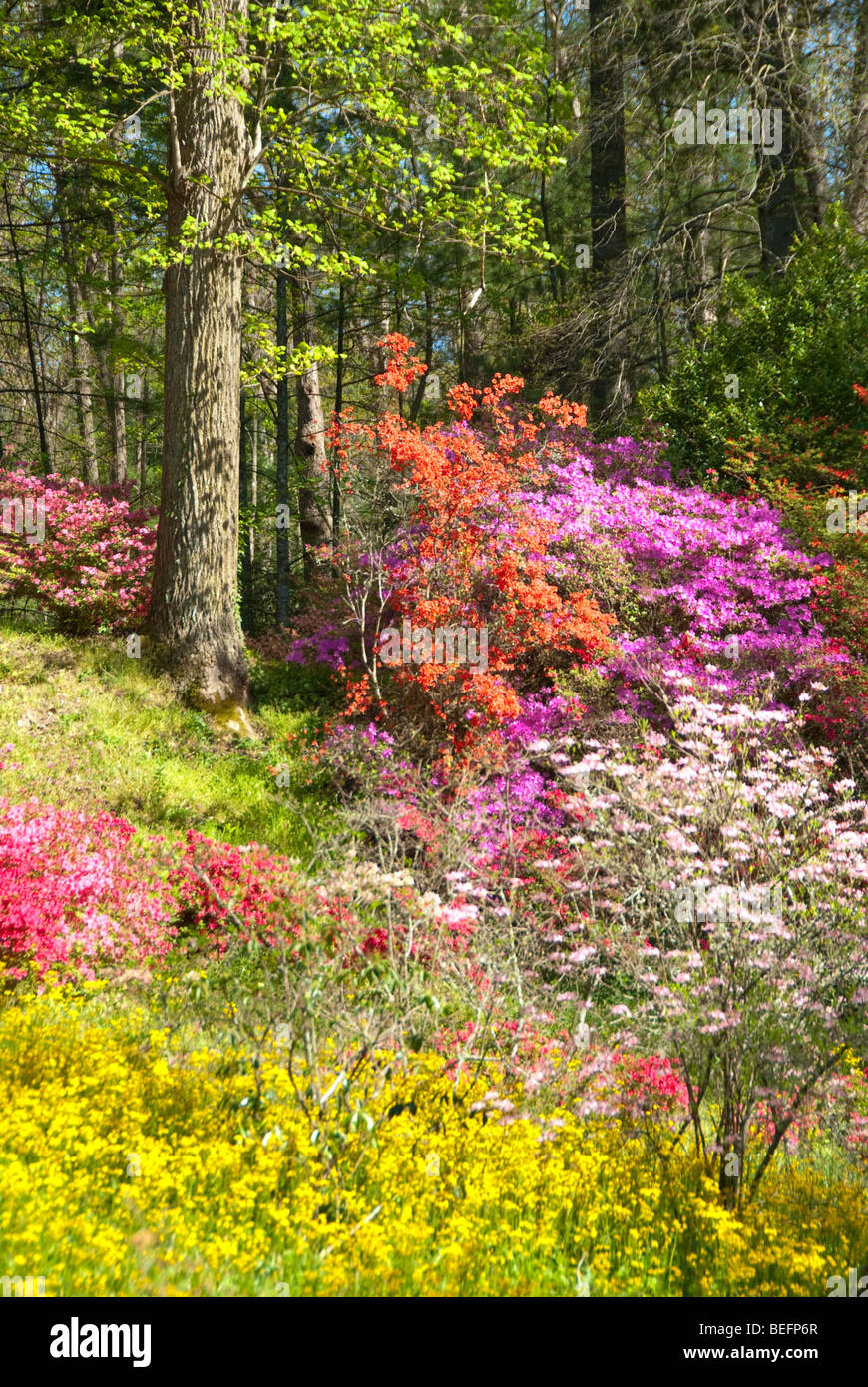 Azaleas on the Biltmore Estate in Asheville, North Carolina, USA Stock ...