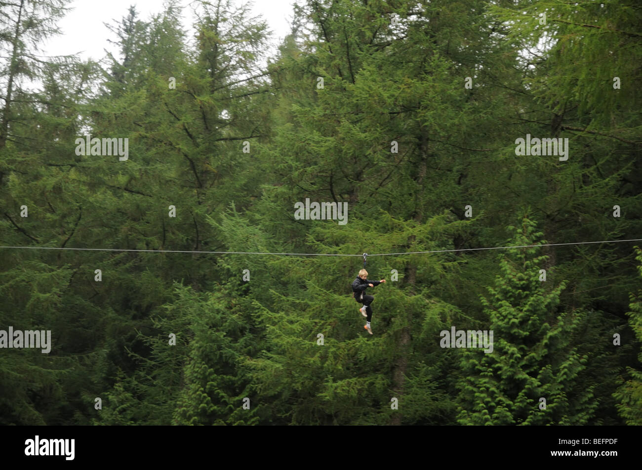 Riding the zip wire Stock Photo - Alamy