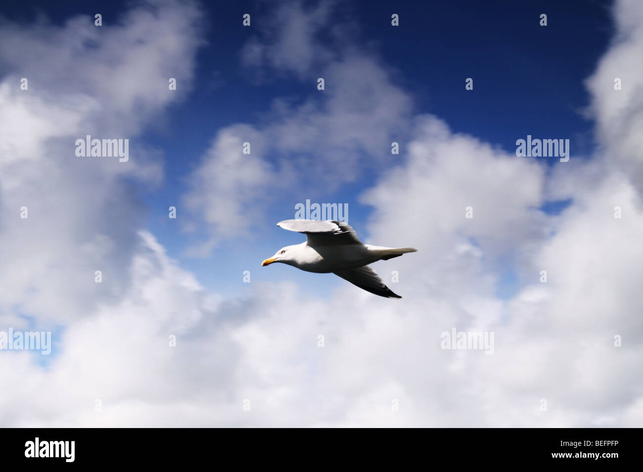 seagull in flight Stock Photo - Alamy