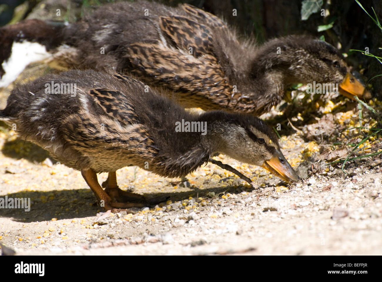 Young duckling (Anas platyrhyncos) feeding food from ground Stock Photo ...
