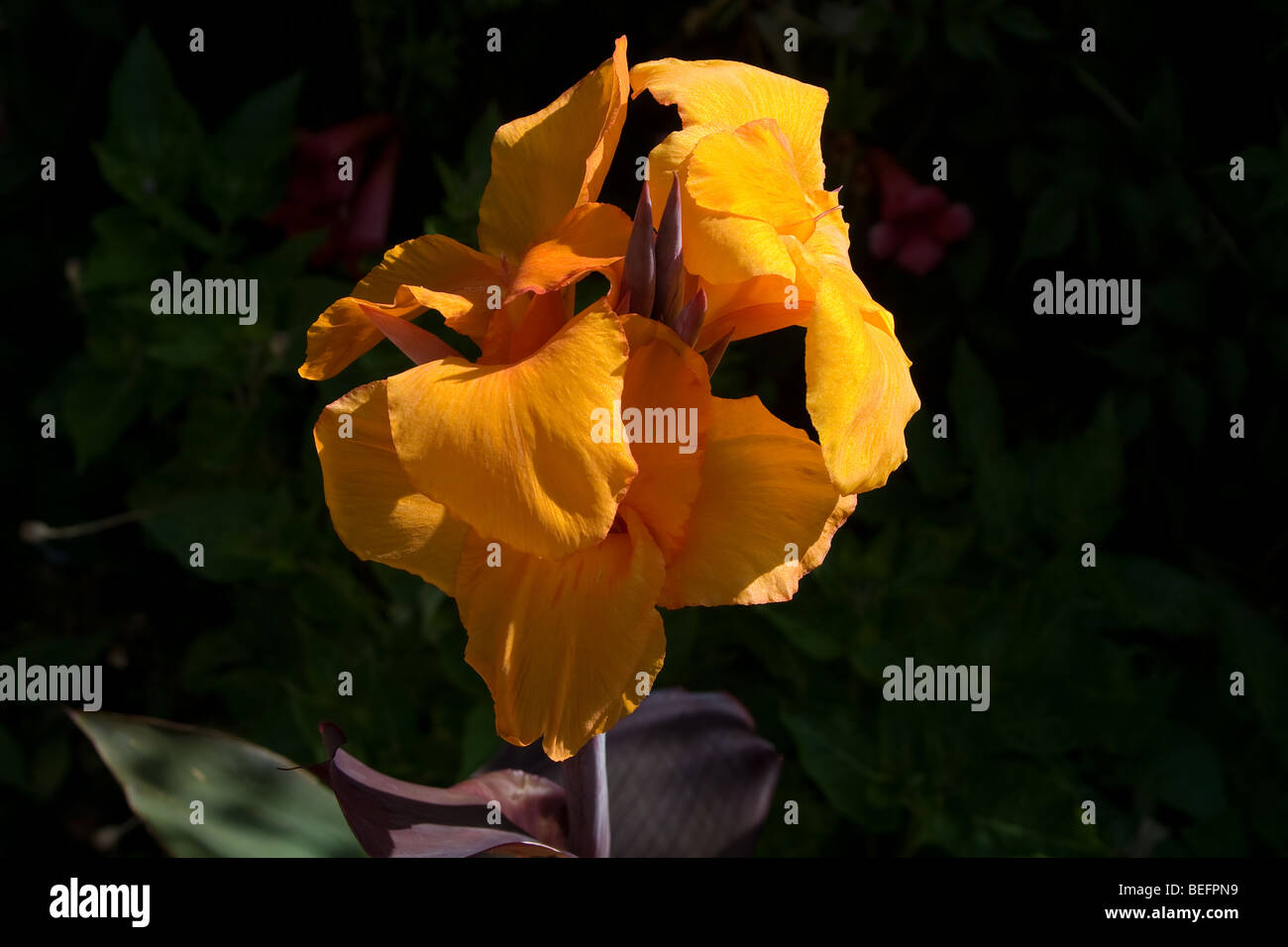 Lilly head hi-res stock photography and images - Alamy