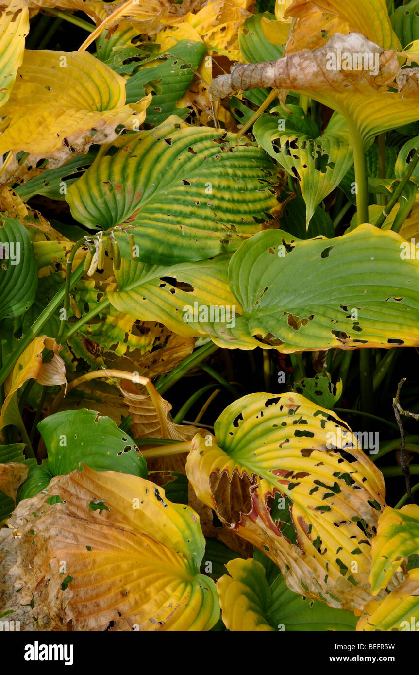 Slug damaged hosta leaves hi-res stock photography and images - Alamy