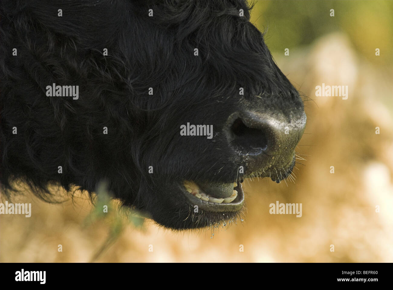 Oreo cows hi-res stock photography and images - Alamy