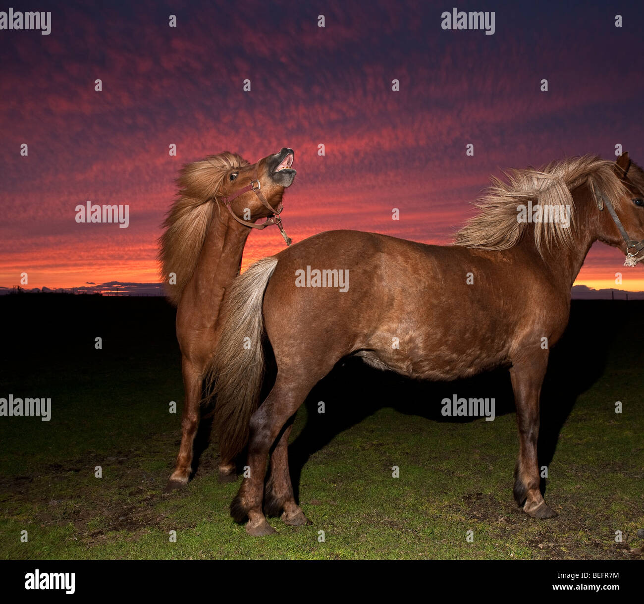 Stallion behavior hi-res stock photography and images - Alamy
