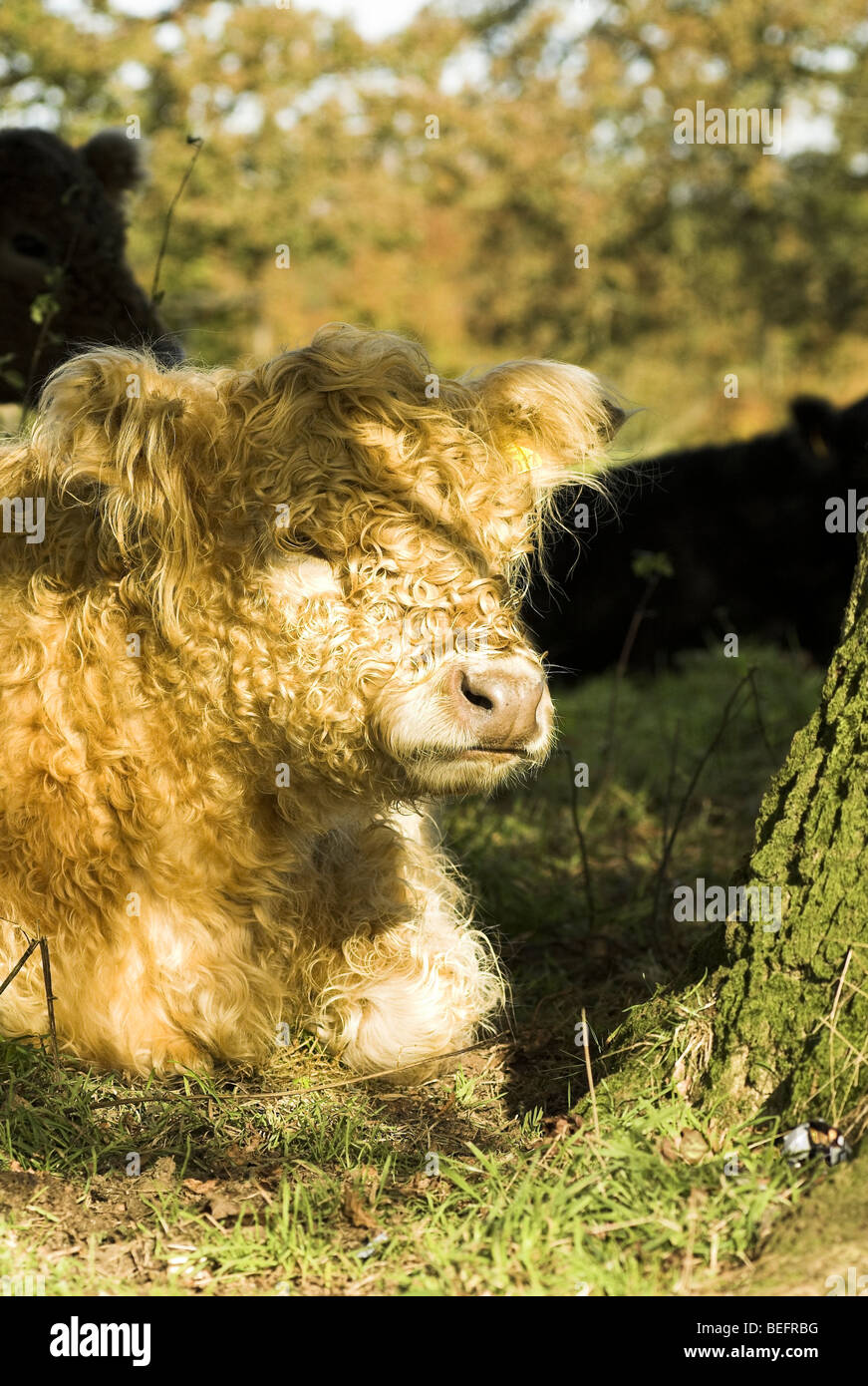 A curly young Belted Galloway calf resting under a tree in a field near ...