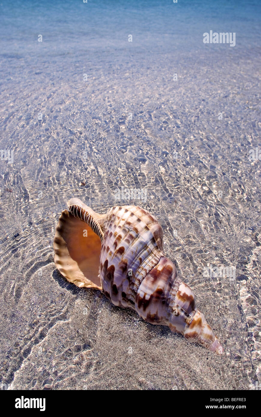 Queen helmet shell hi-res stock photography and images - Alamy