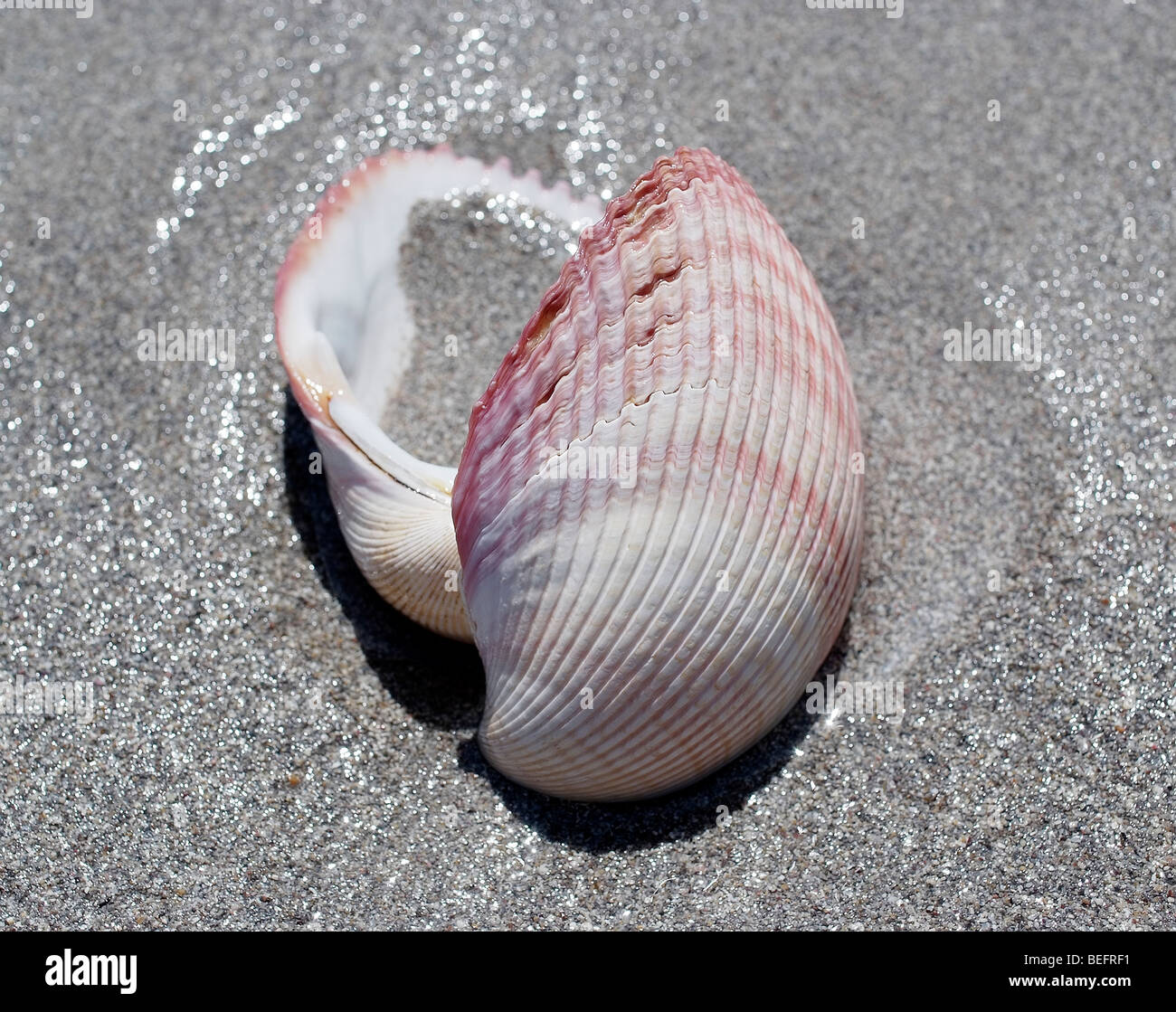 Conch shell island hi-res stock photography and images - Alamy