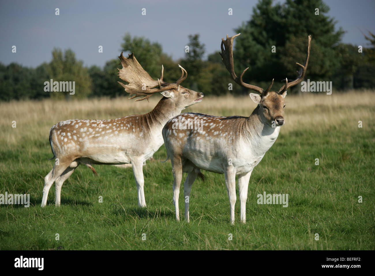Estate of Tatton Park, England. Fallow deer roaming freely in Tatton ...