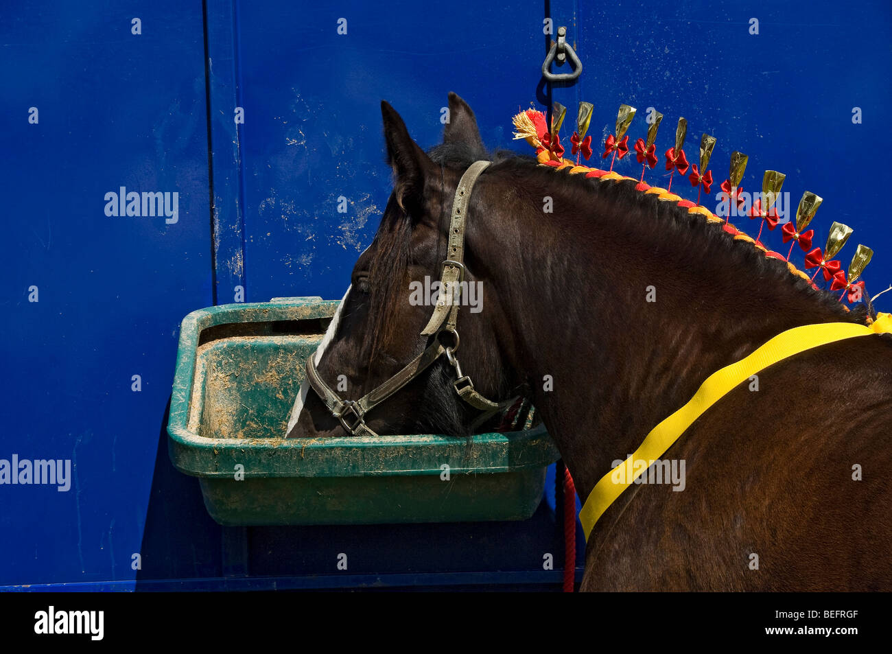 Shire horse head hi-res stock photography and images - Alamy
