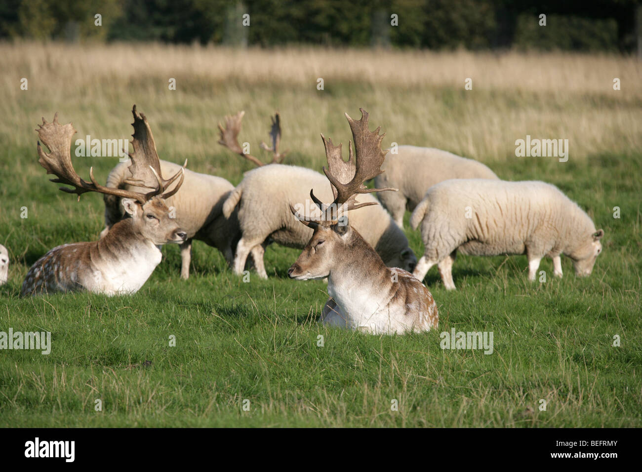 Estate of Tatton Park, England. Fallow deer at rest with sheep grazing ...