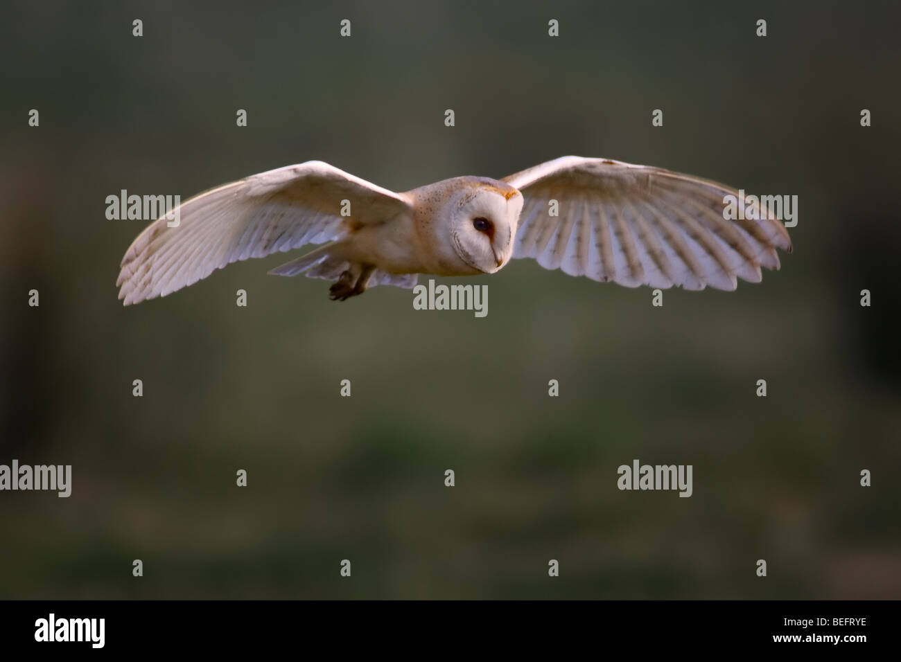Barn owl in flight hunting over rough farmland Stock Photo - Alamy