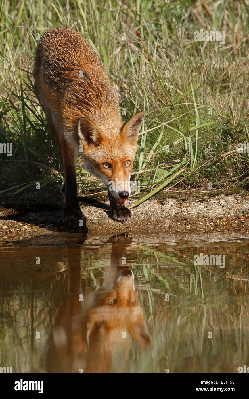 Fox drinking at a pool with a reflection in the water Stock Photo - Alamy