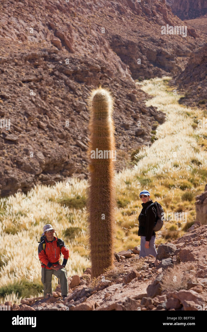 Atacama desert chile cactus hi-res stock photography and images - Alamy