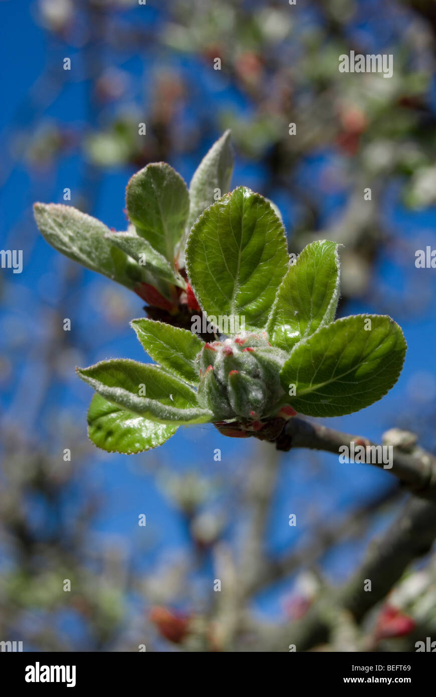 Apple leaves hi-res stock photography and images - Alamy