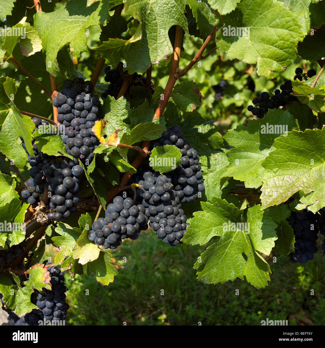 Bunch of grapes Stock Photo - Alamy