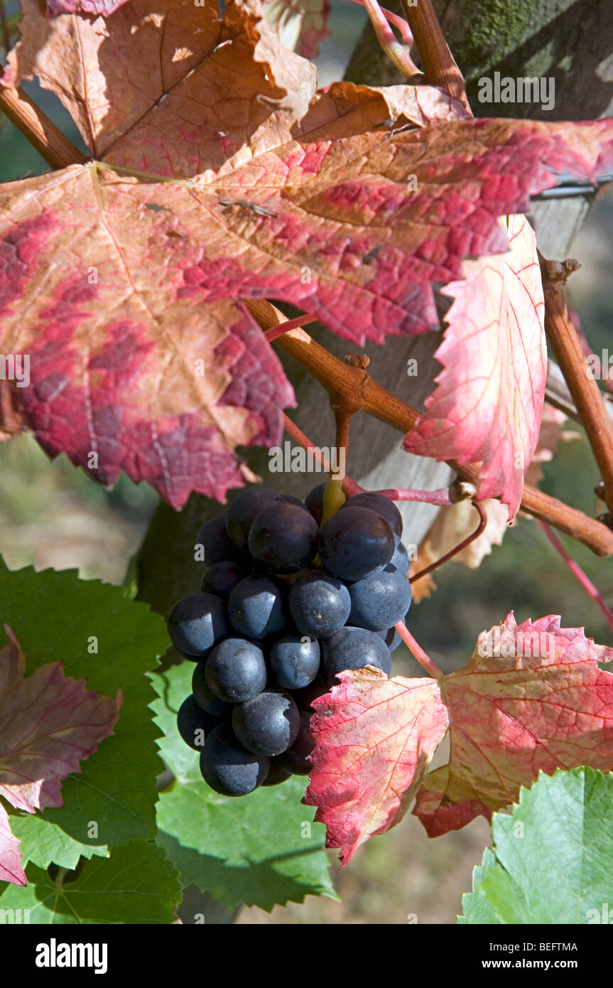 Pinot noir grape hi-res stock photography and images - Alamy