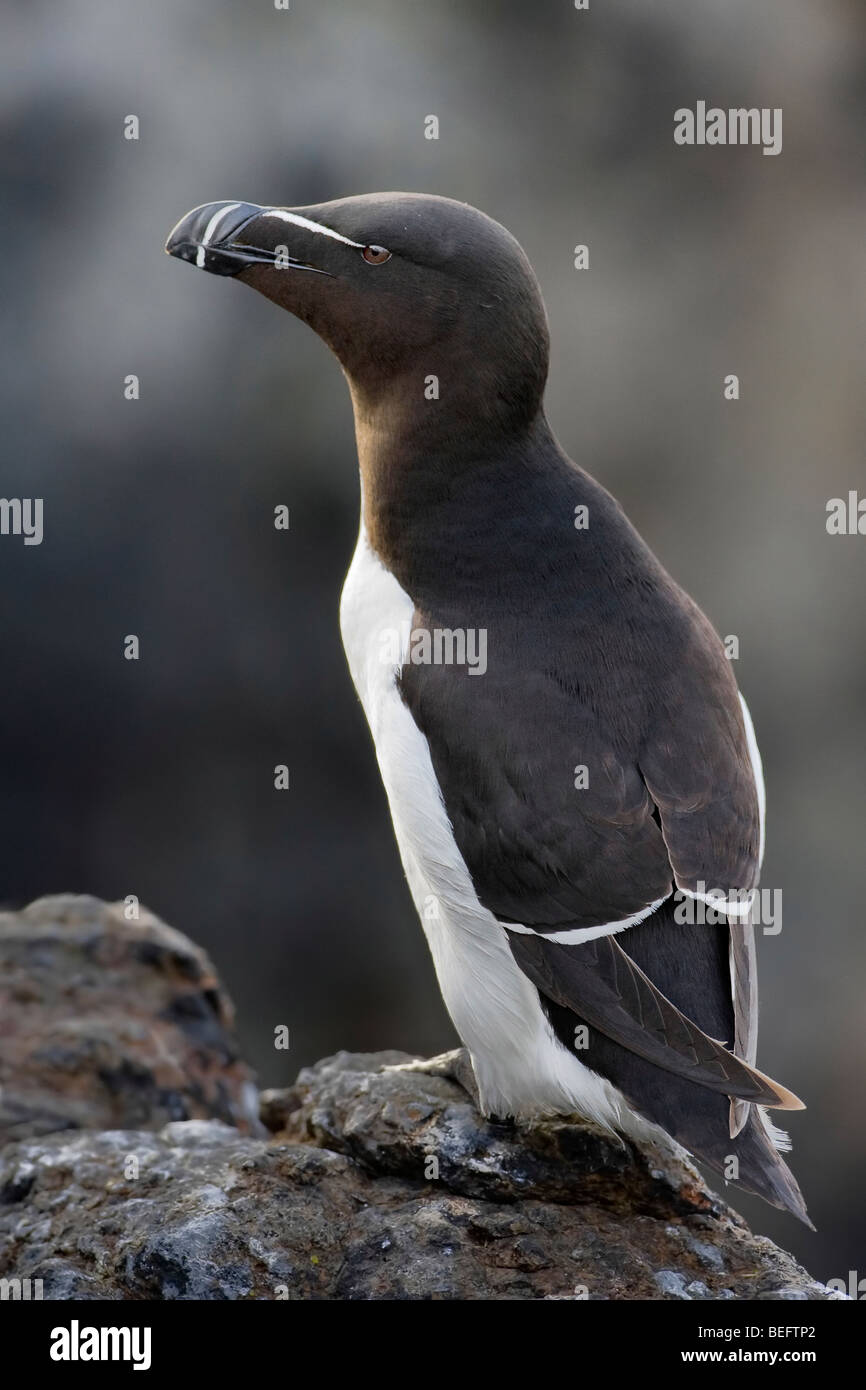 Marine predator portrait hi-res stock photography and images - Alamy