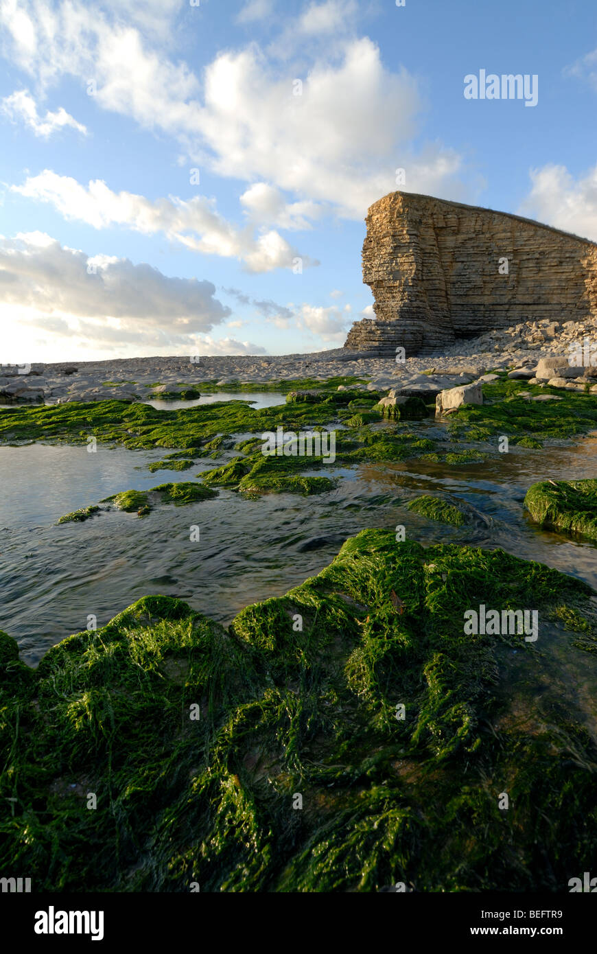 Seaweed at Nash Point in South Wales Stock Photo - Alamy