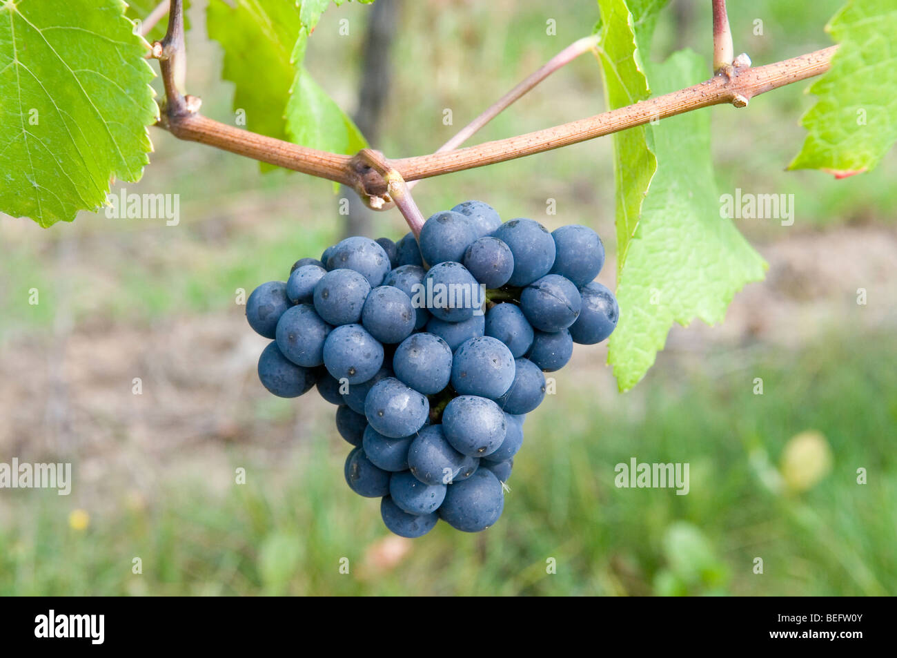 Pinot Noir grape Stock Photo - Alamy