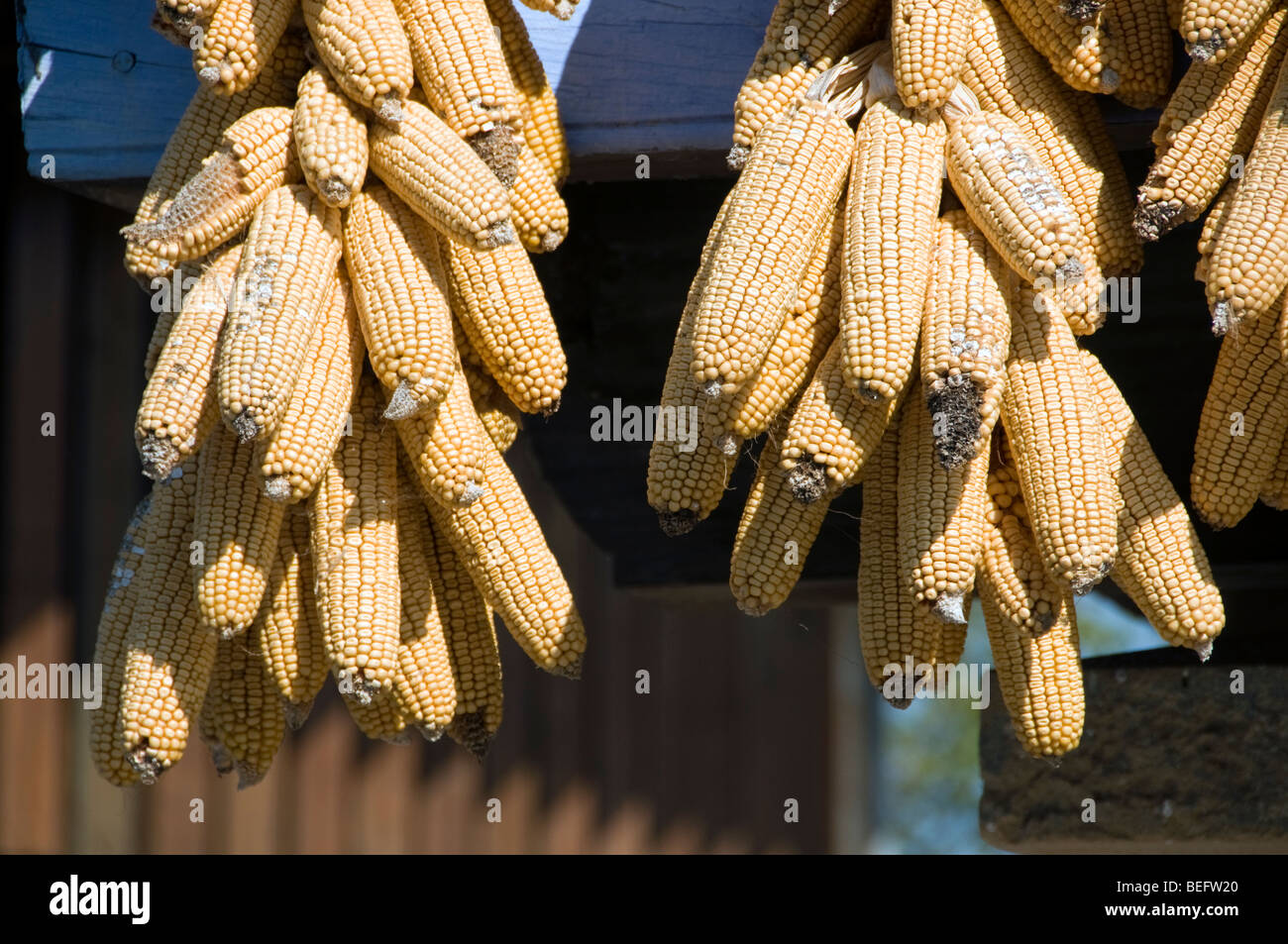 Drying corn hanging from the granary in Asturias Stock Photo - Alamy