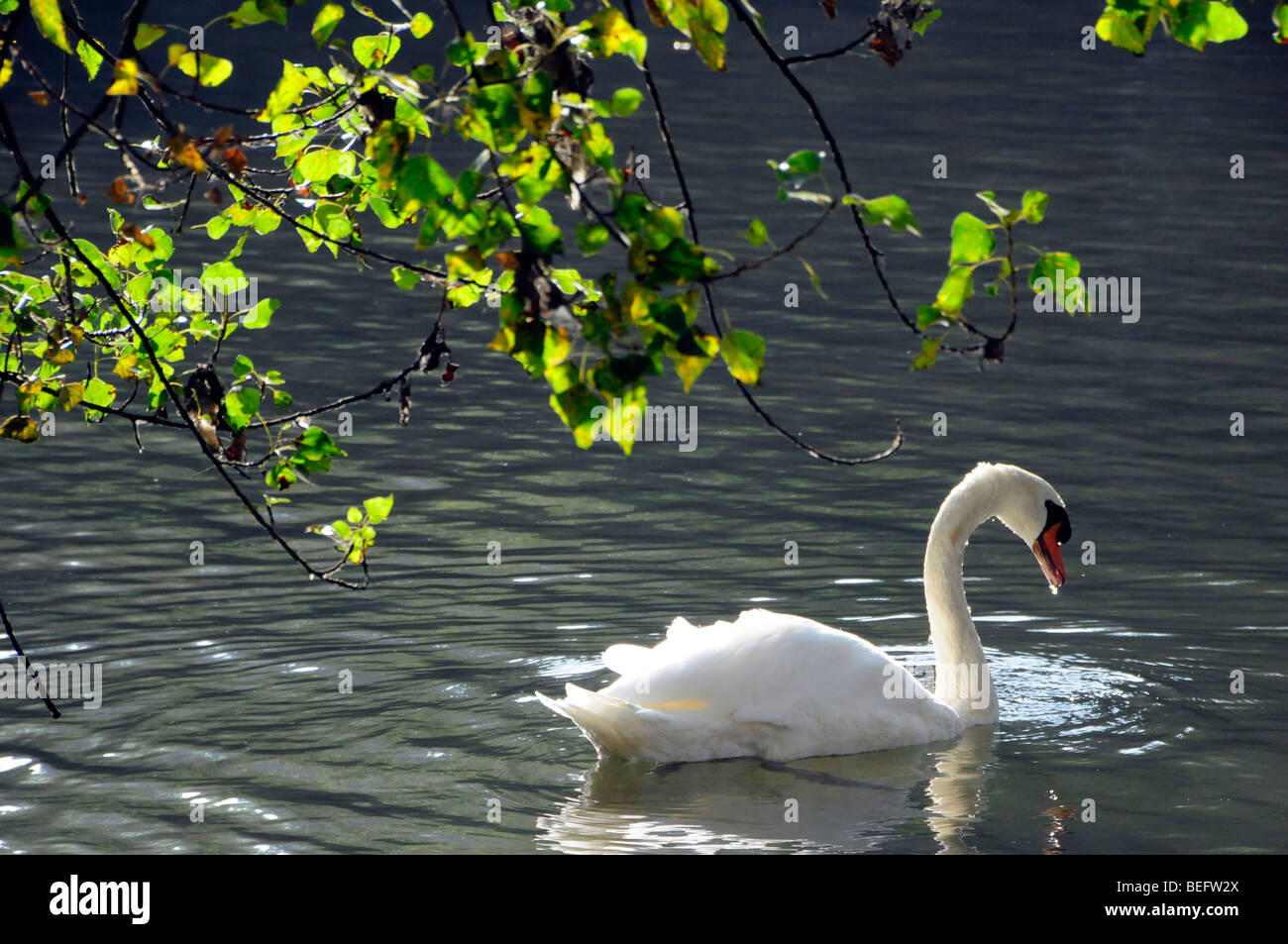 Swan and branches hi-res stock photography and images - Alamy