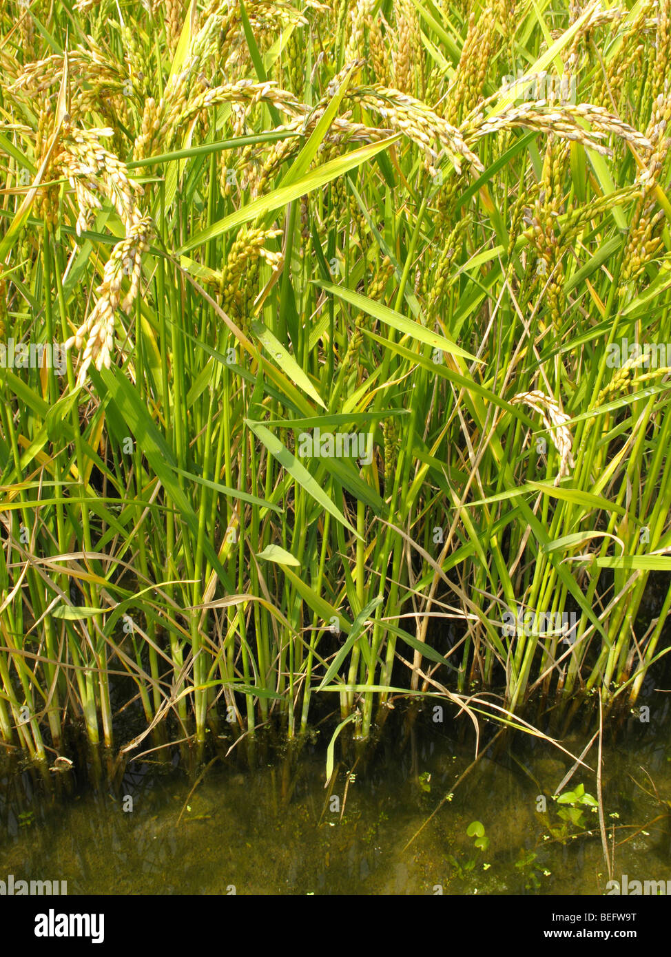 Rice growing italy hi-res stock photography and images - Alamy