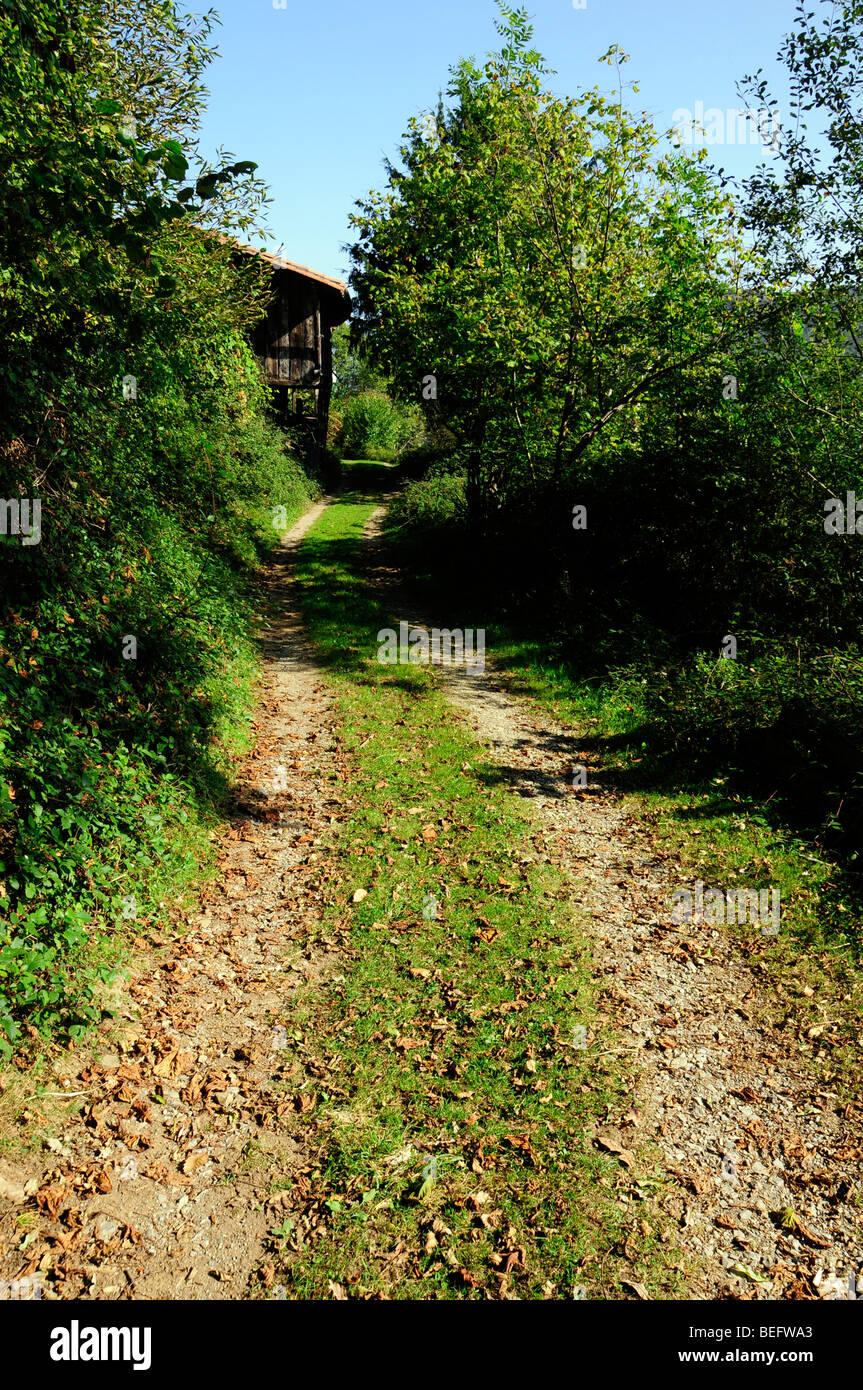 Path full of leaves leading to a house in a forest Stock Photo - Alamy
