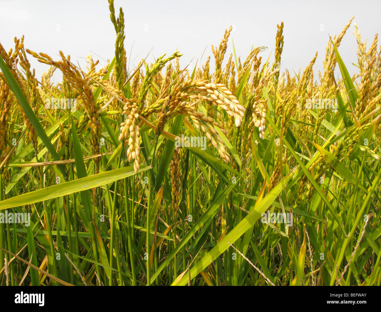 Europe plant field hi-res stock photography and images - Alamy