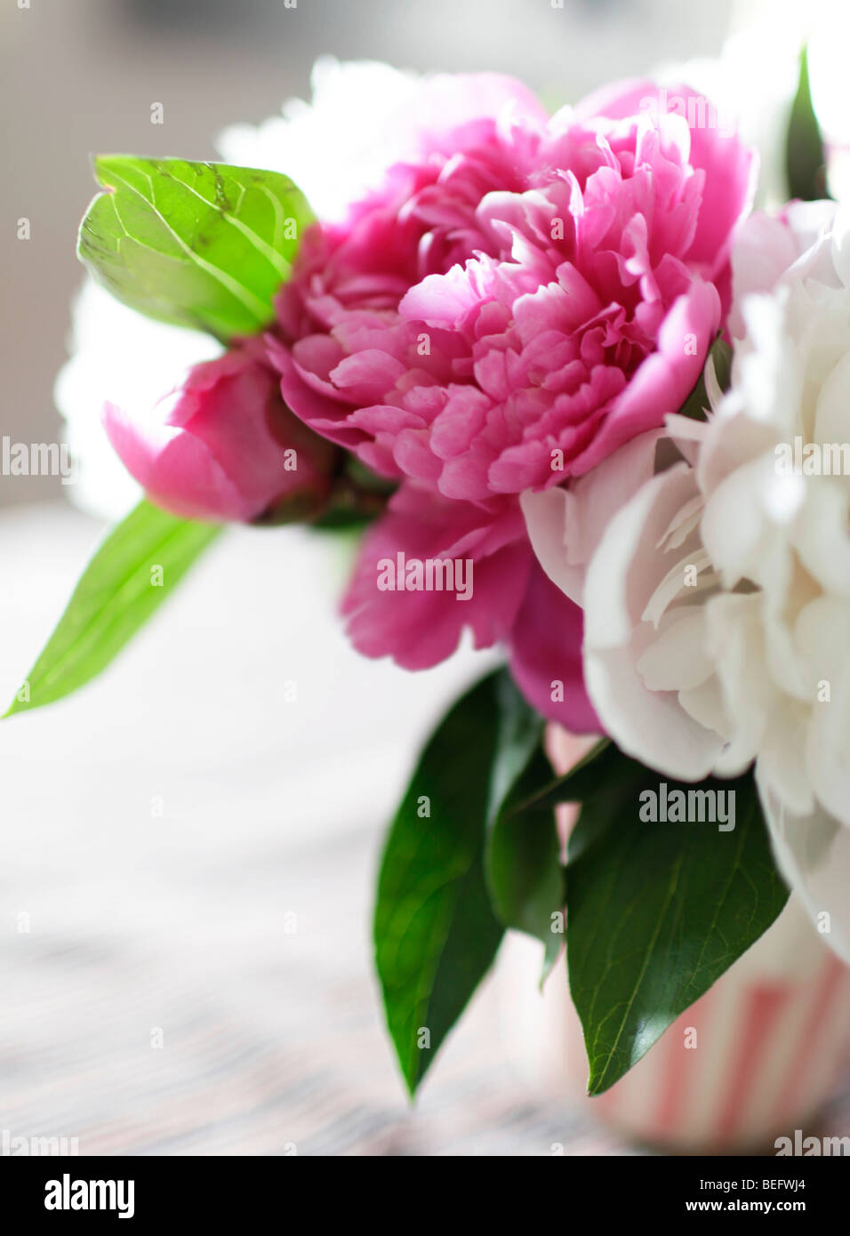 Pfingstrosen hi-res stock photography and images - Alamy