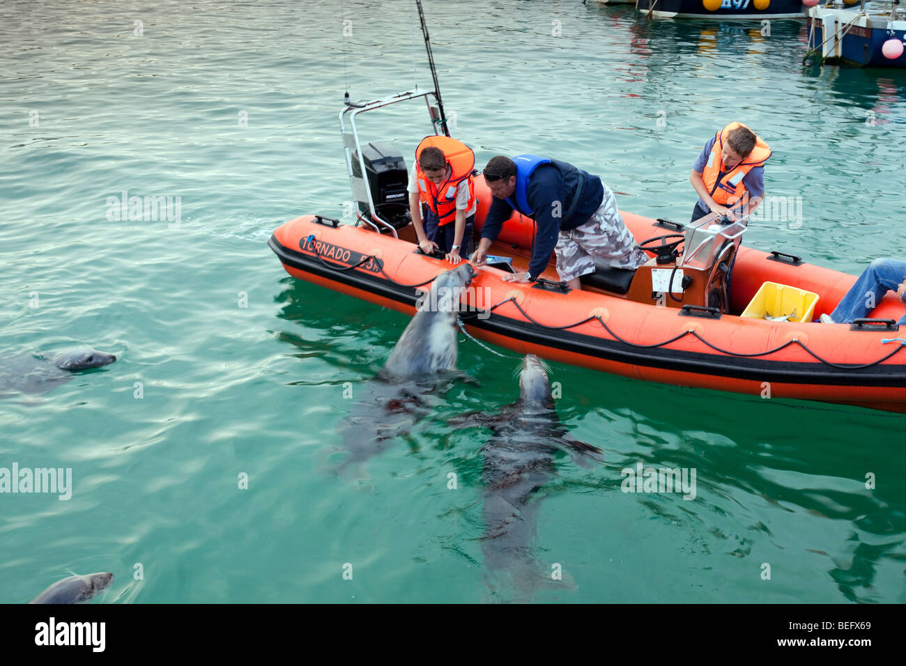 Feeding Seals in St Ives Harbour, Cornwall, South West England Stock ...