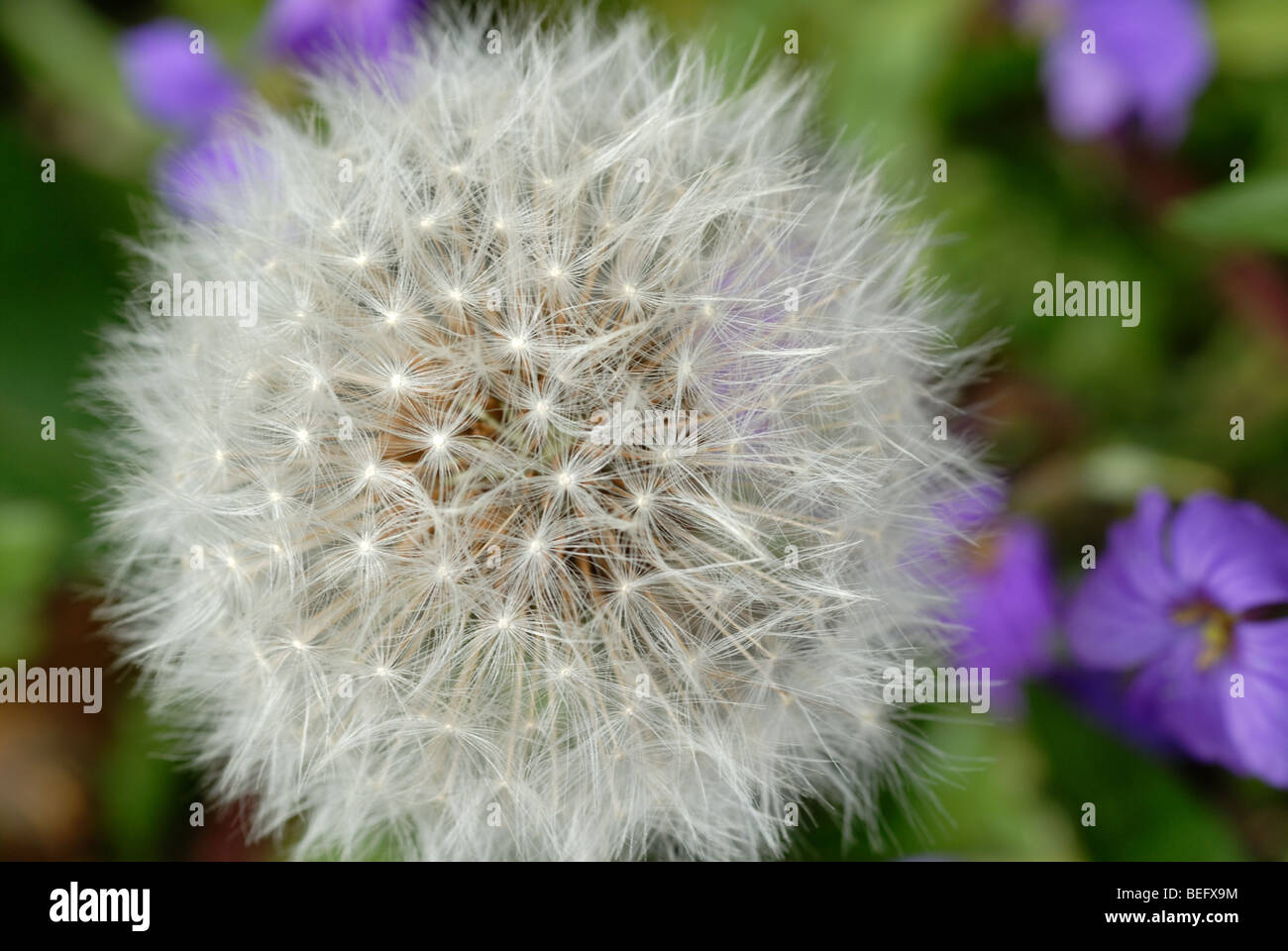 A Dandelion head Stock Photo - Alamy