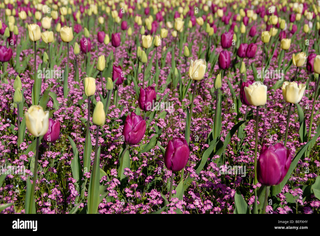 Welsh tulip hi-res stock photography and images - Alamy