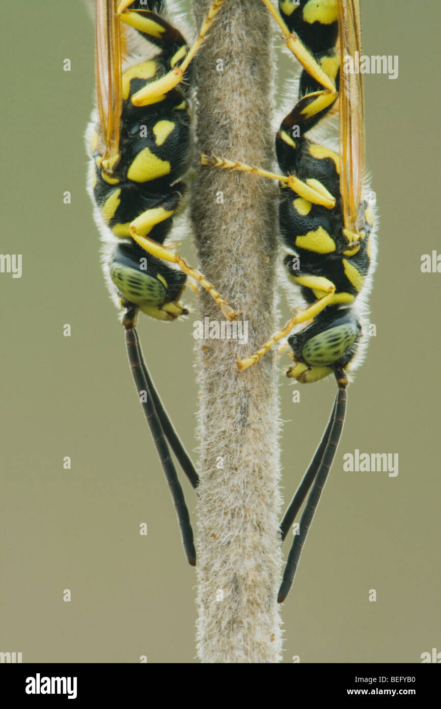Five-banded Tiphiid Wasp (Myzinum quinquecinctum), adults resting ...