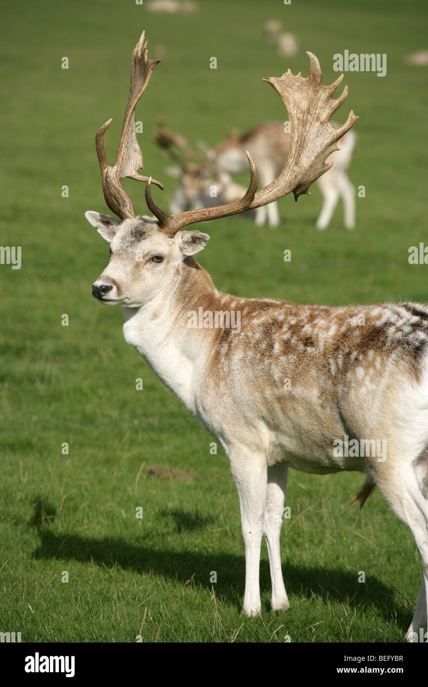 Estate of Tatton Park, England. Fallow deer roaming freely in Tatton ...