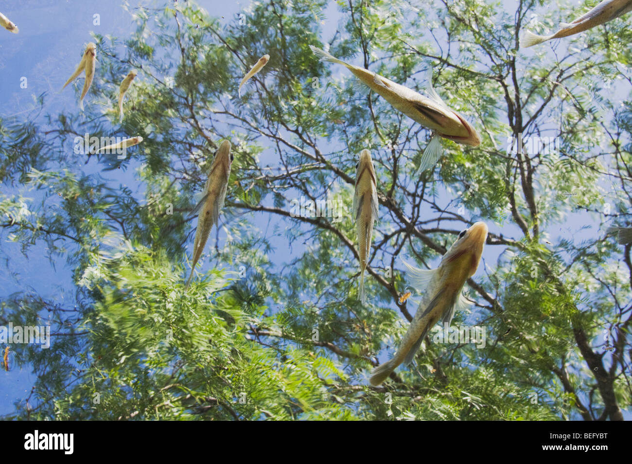 Rio Salado Mesquite Tree