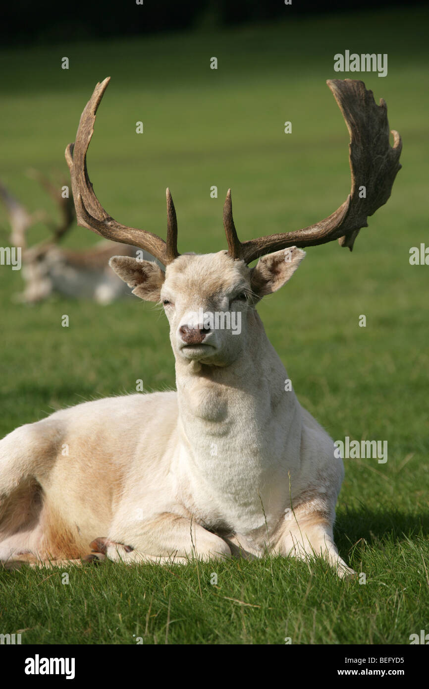 Estate of Tatton Park, England. Fallow deer at rest in Tatton Park ...