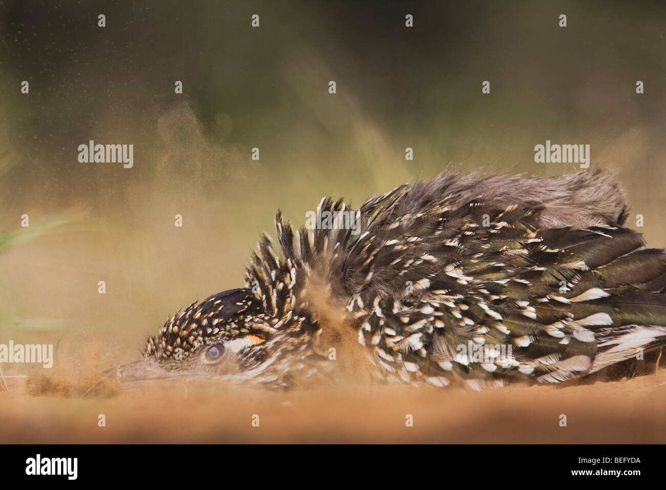 Dust baths hi-res stock photography and images - Alamy