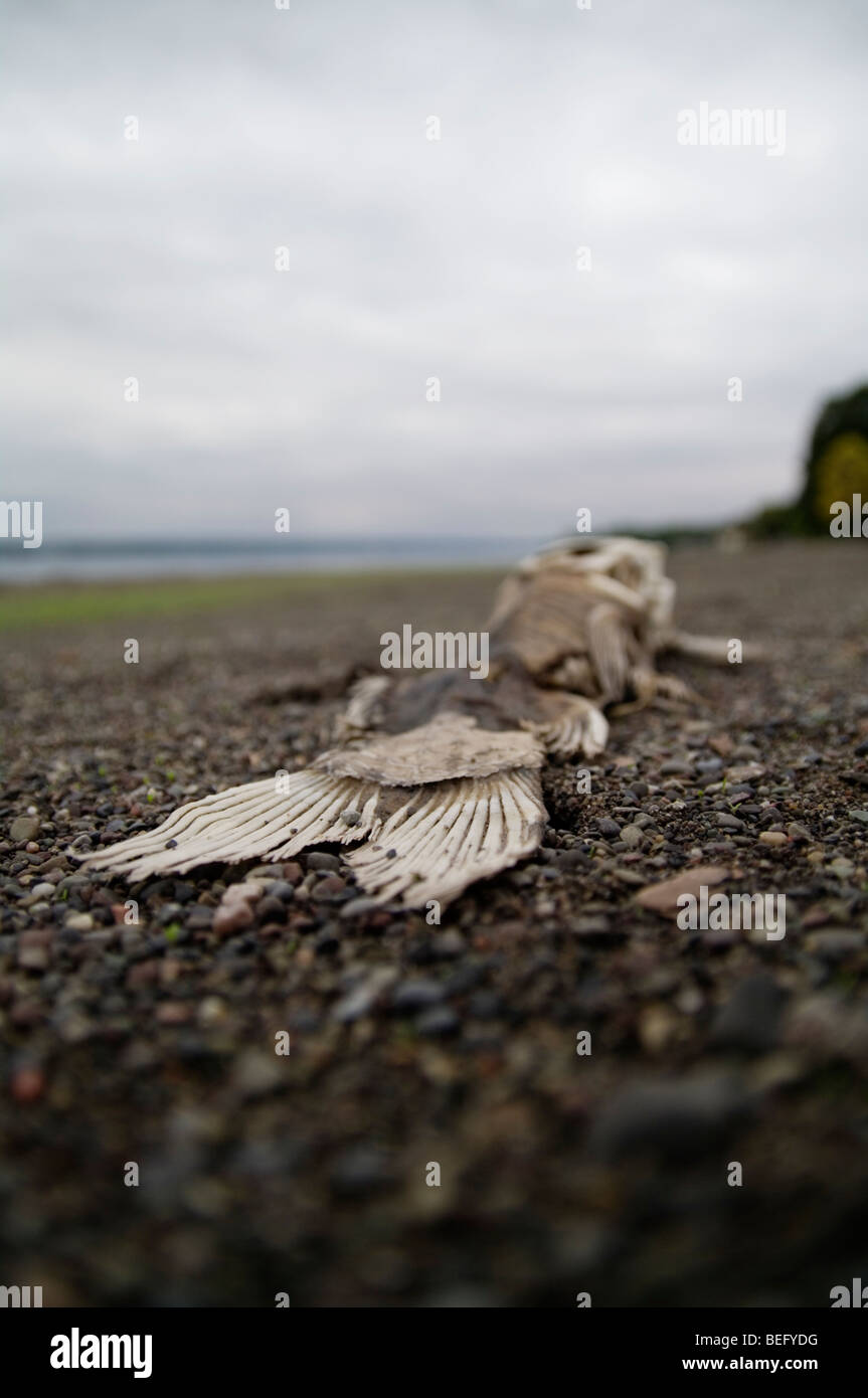 Close up of a tail of dead fish on the beach on Cayuga Lake Stock Photo ...